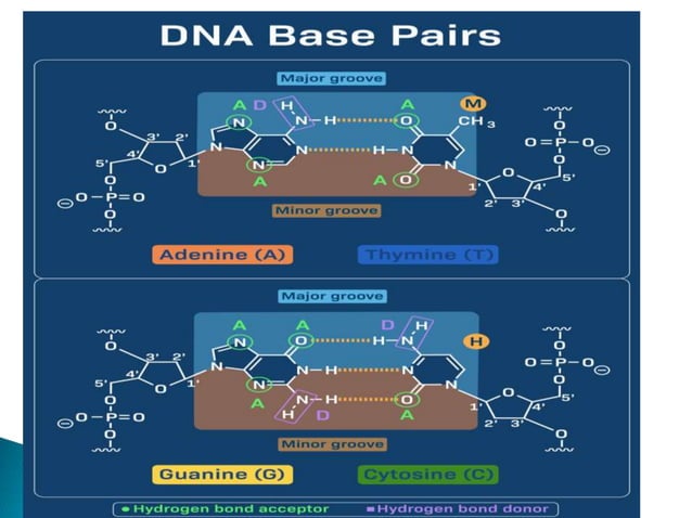 DNA VS RNA | PPT