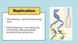 DNA Vs RNA.pptx