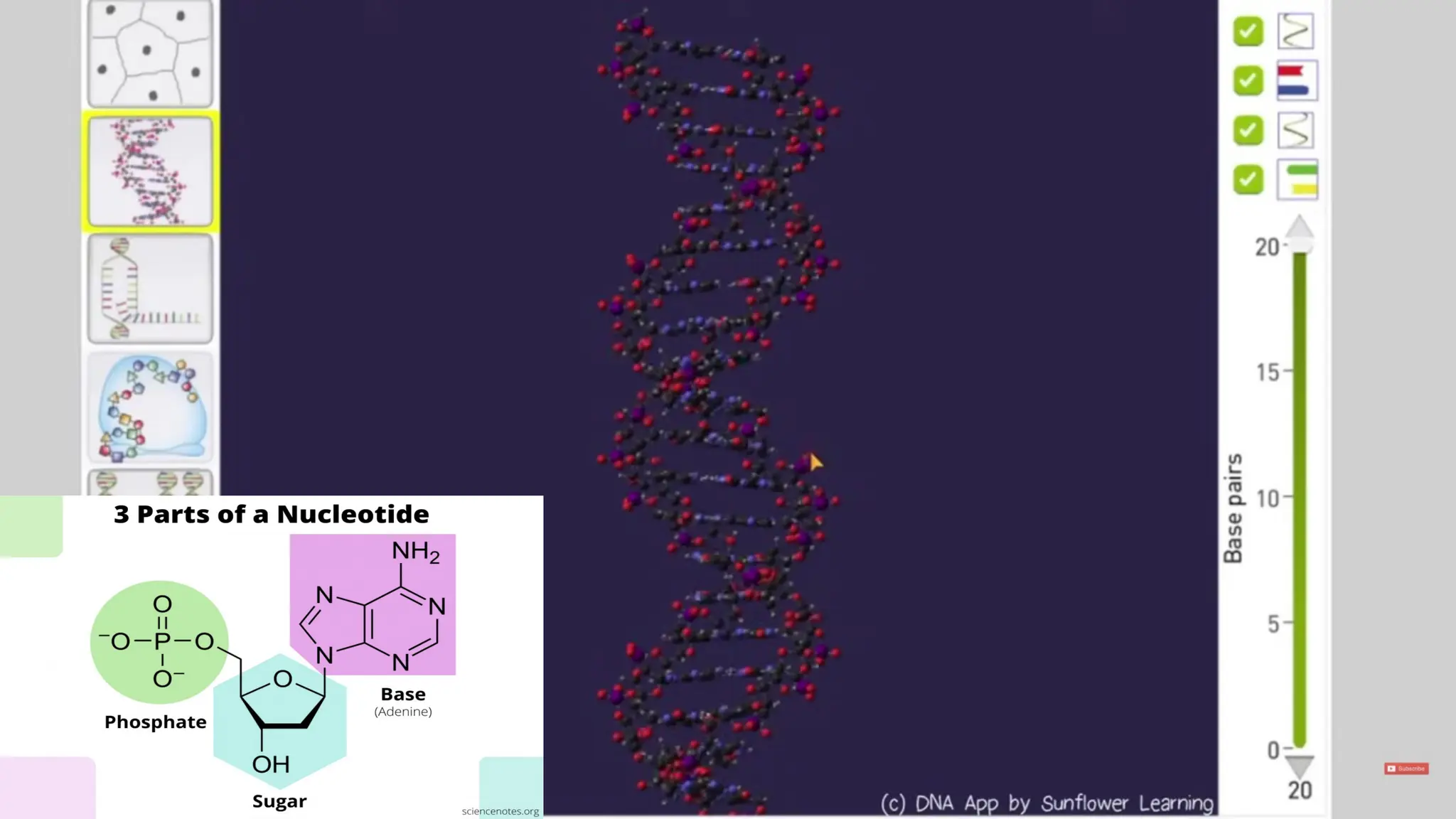 DNA vs RNA a nice presentation for this.pptx