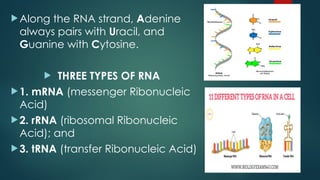 DNA vs RNA with good activity and engage | PPTX