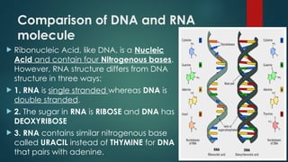 DNA vs RNA with good activity and engage | PPTX