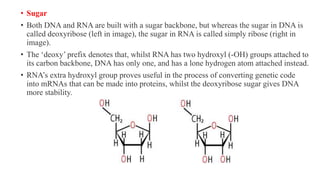 DNA vs RNA and Comparison.pptx | Biological Sciences | Science