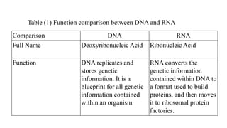 DNA vs RNA and Comparison.pptx