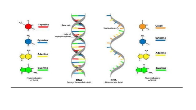 DNA vs RNA and Comparison.pptx | Biological Sciences | Science