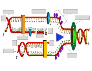 DNA WW - Student.pdf