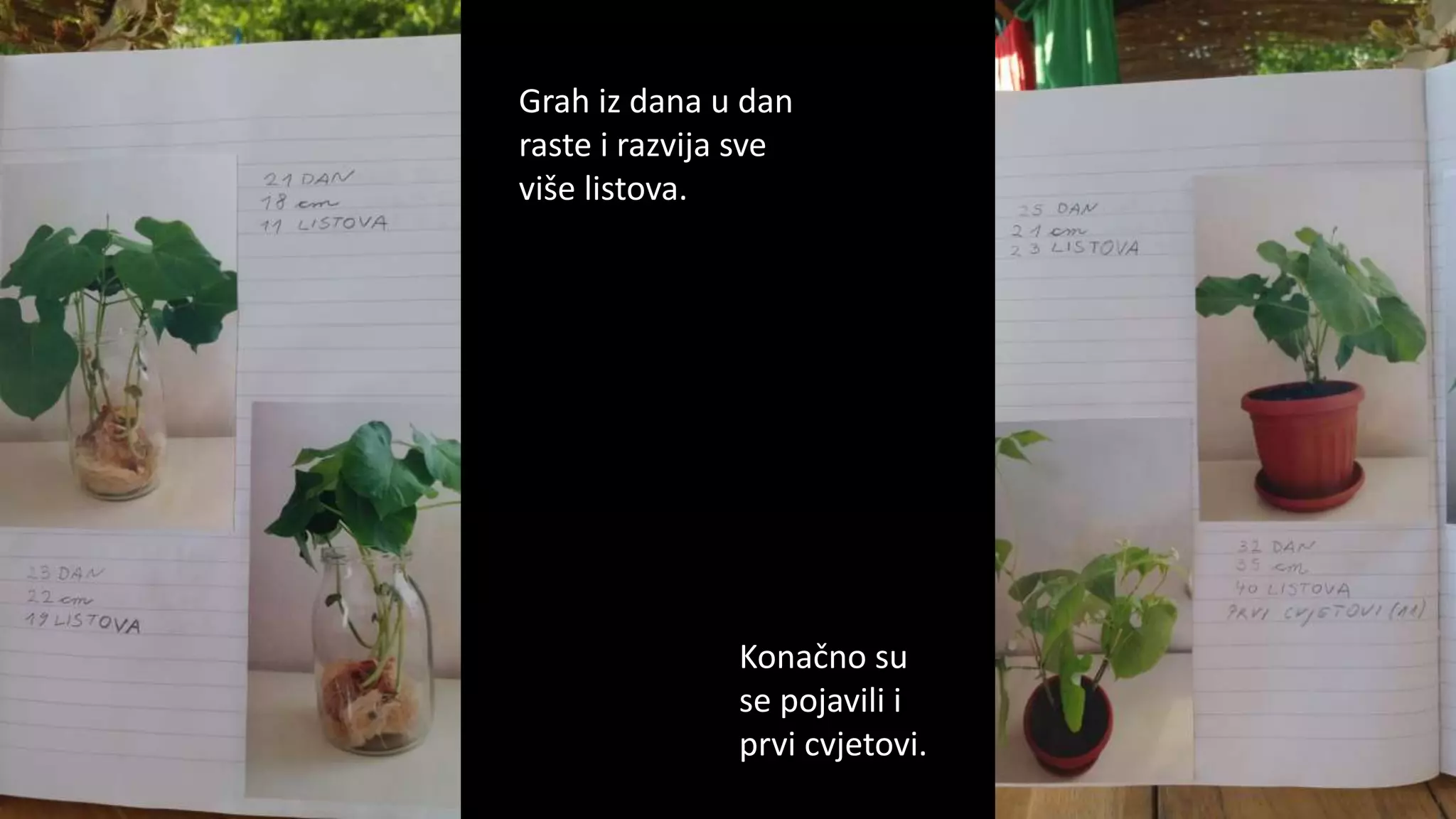 Dnevnik uzgoja graha berovic mario | PPTX