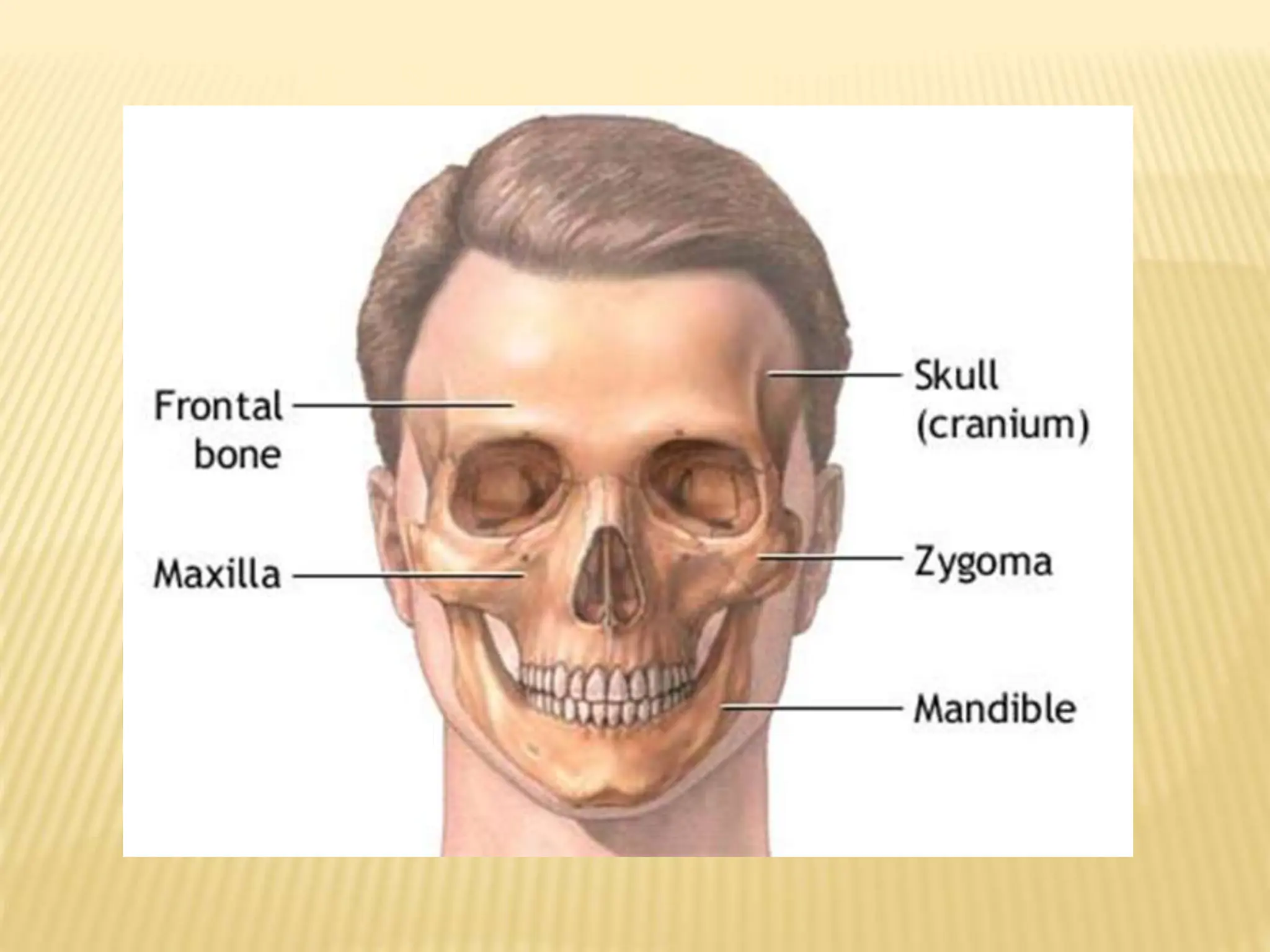 D Normal Anatomy in Dental Radiography.pptx