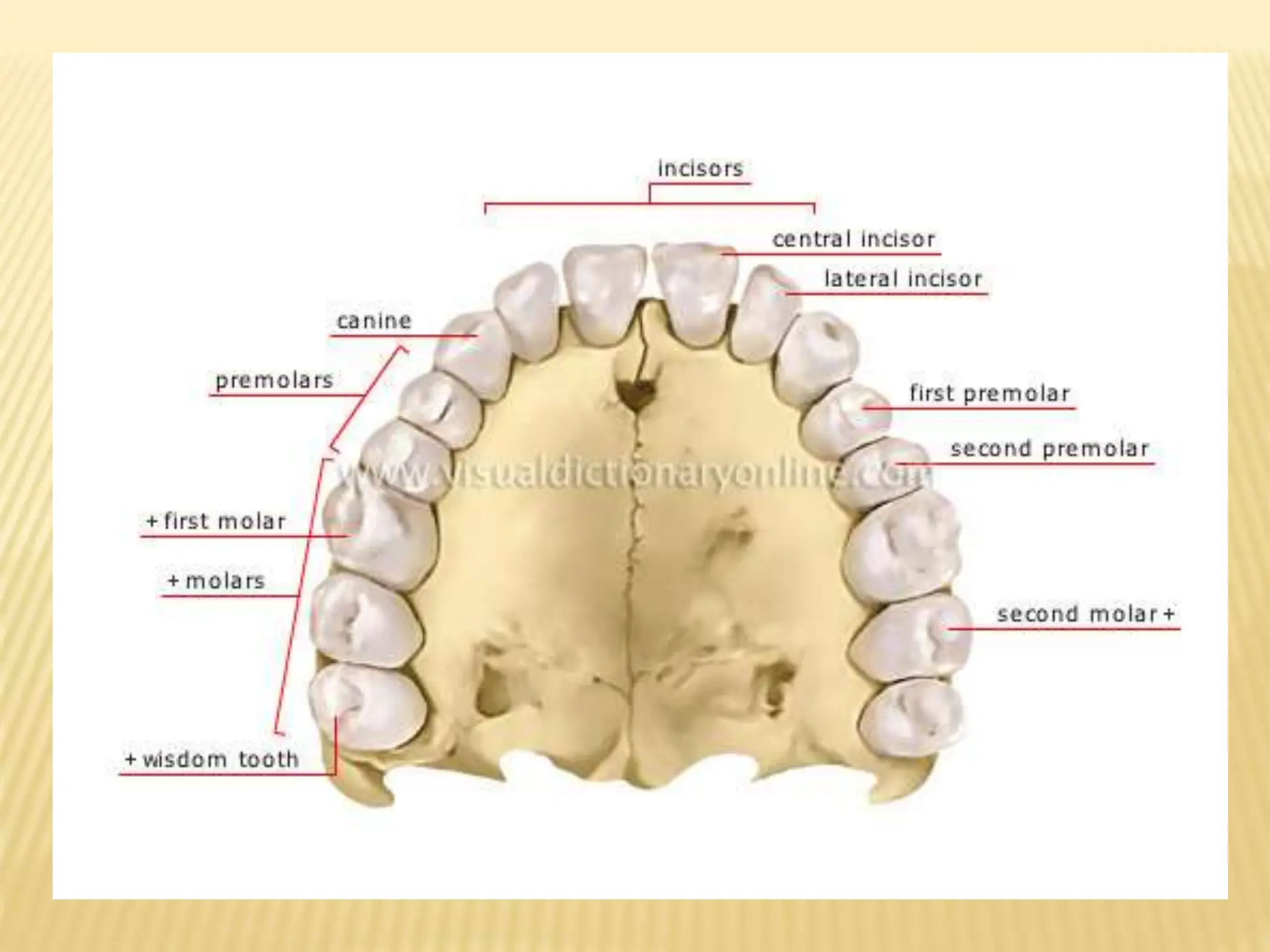 D Normal Anatomy in Dental Radiography.pptx