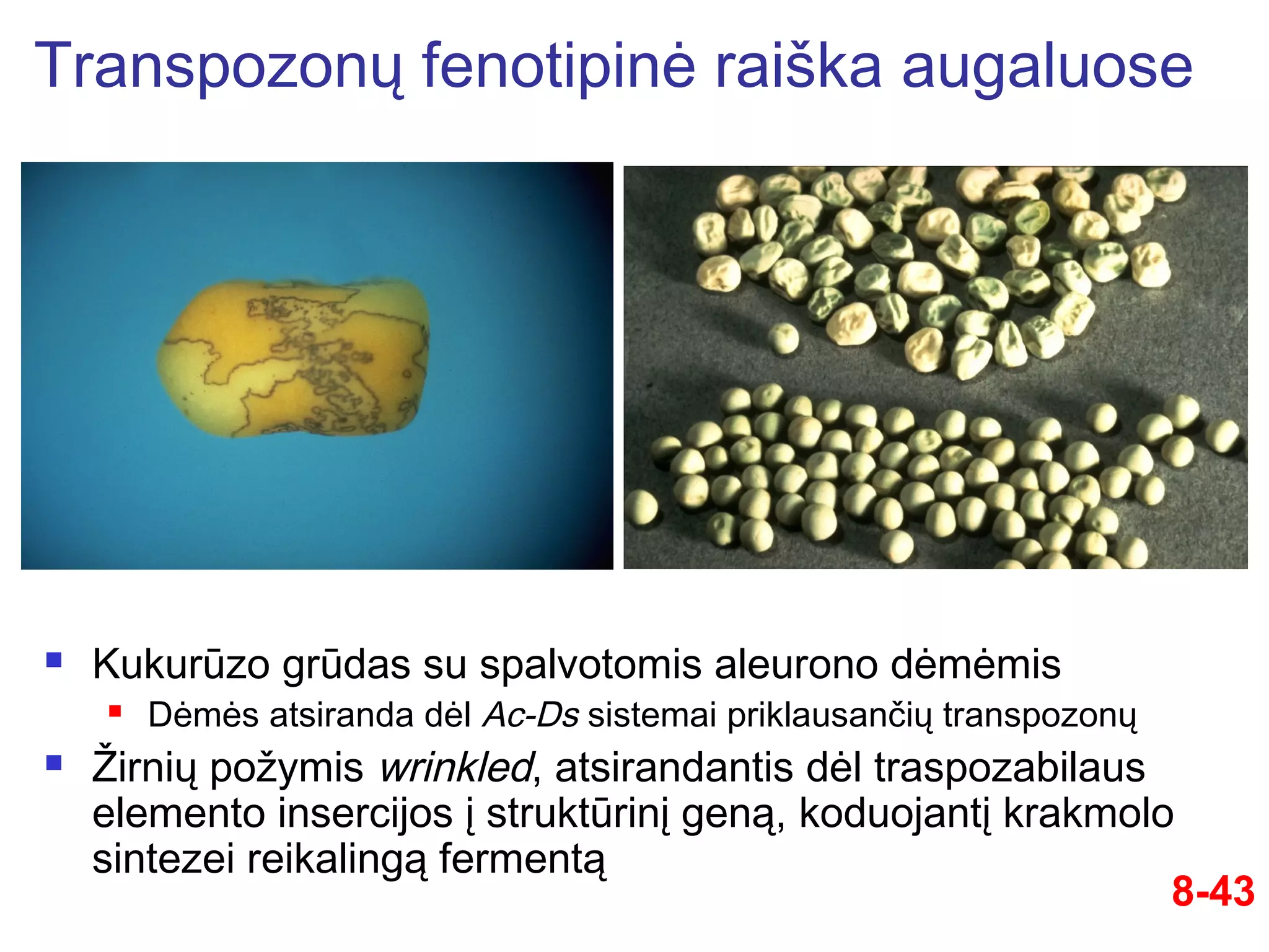 DNR reparacija, rekombinacija, transpozicija | PPT