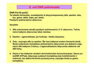 Dnr replikacija | PDF
