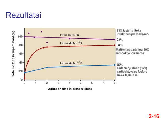 DNR ir RNR molekulinė struktūra | PPT