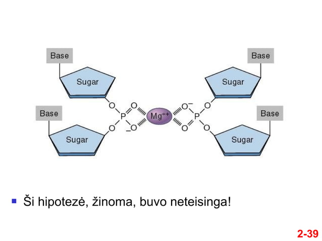 DNR ir RNR molekulinė struktūra | PPT