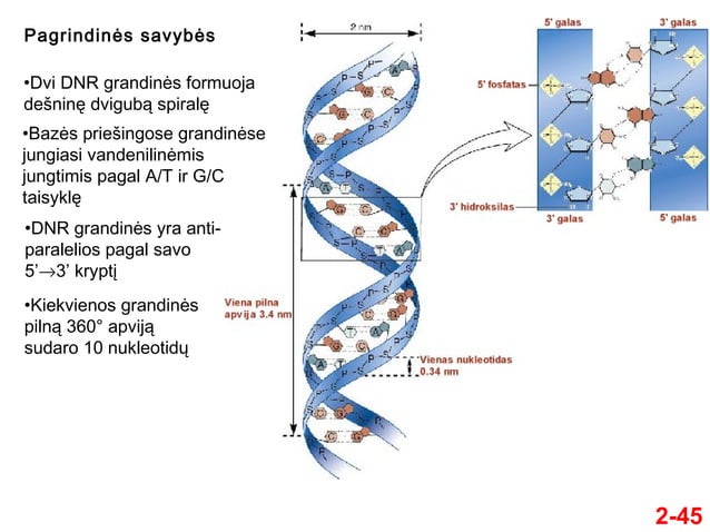 DNR ir RNR molekulinė struktūra | PPT