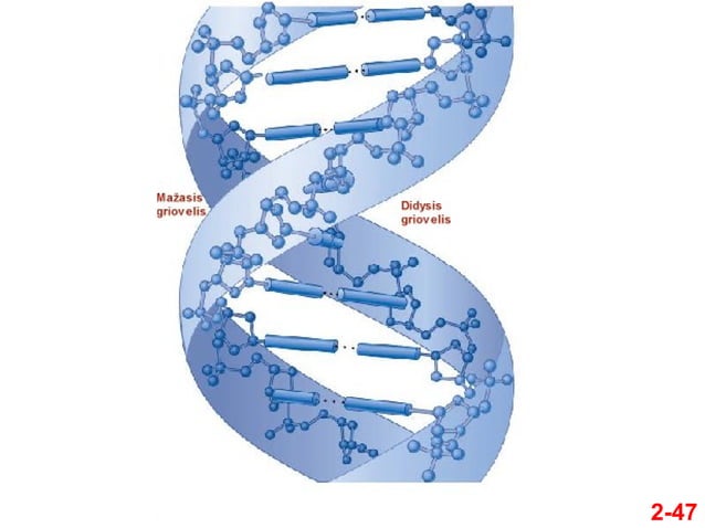 DNR ir RNR molekulinė struktūra | PPT