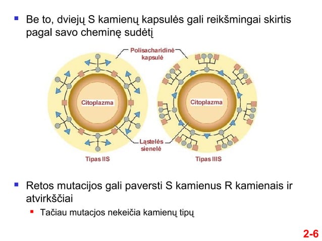 DNR ir RNR molekulinė struktūra | PPT