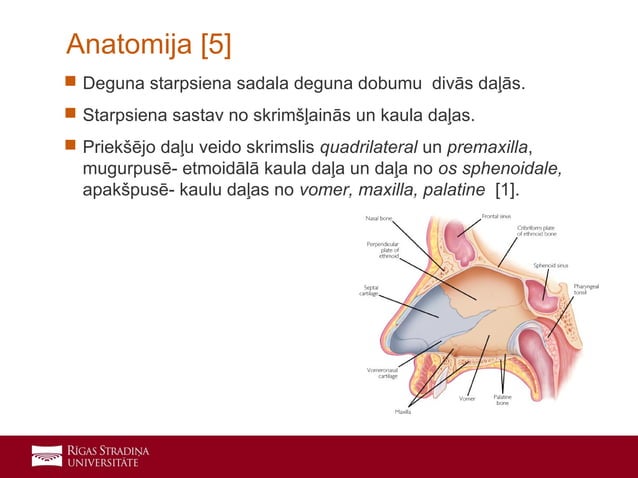 Deguna starpsienas deviācija | PPT