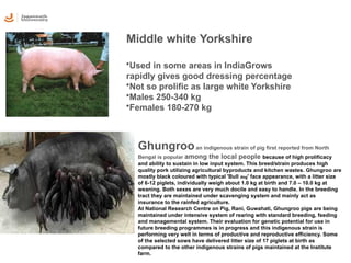 Animal husbandry Swine AG309 Jagannath University | PPTX
