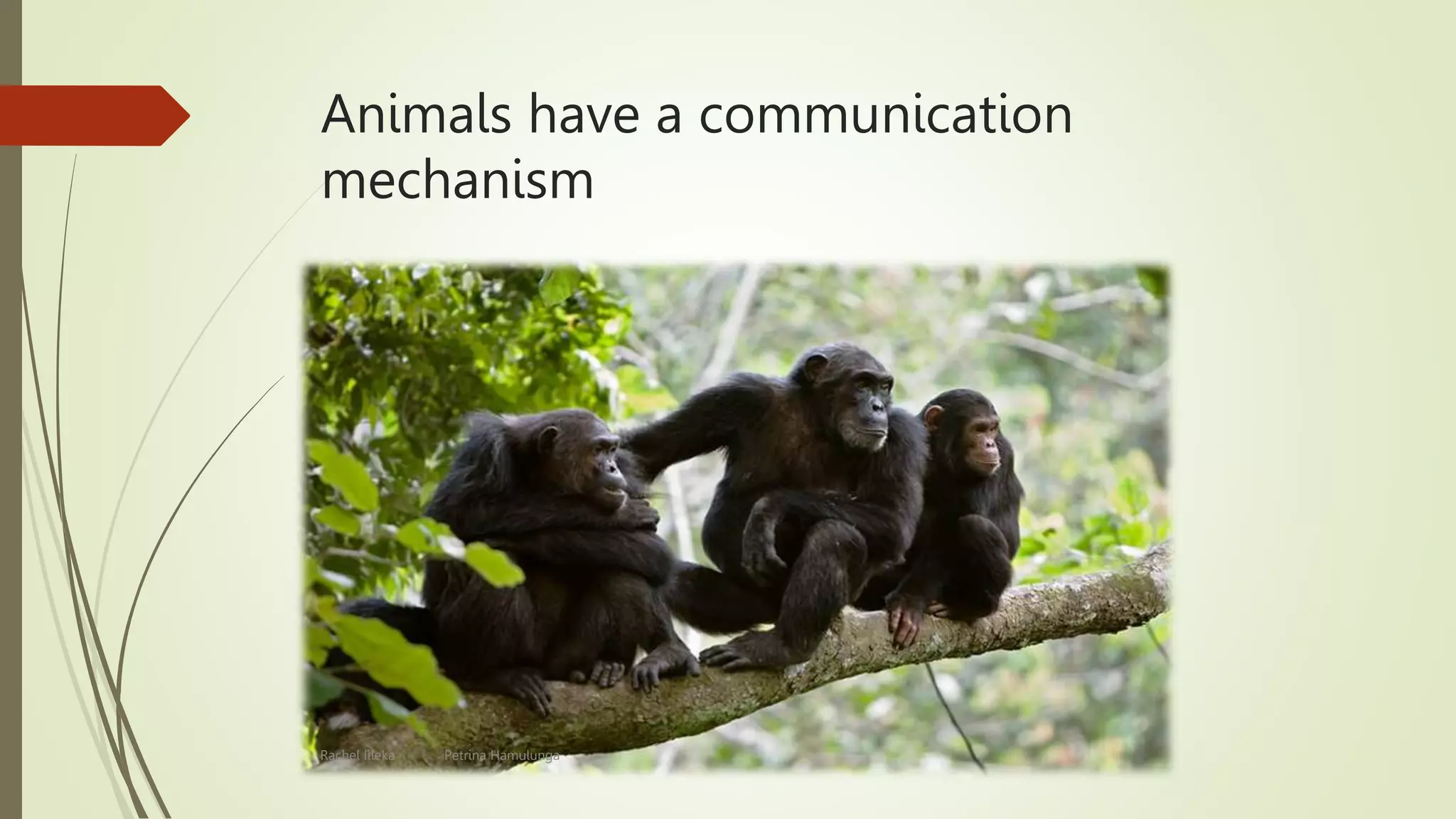 Do animals have a language.pptx | Pets