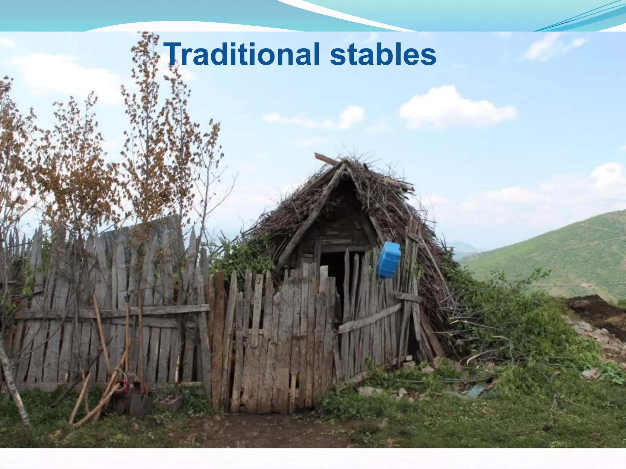 Hasi goat value chain and GI developing process - DOBI | PDF ...