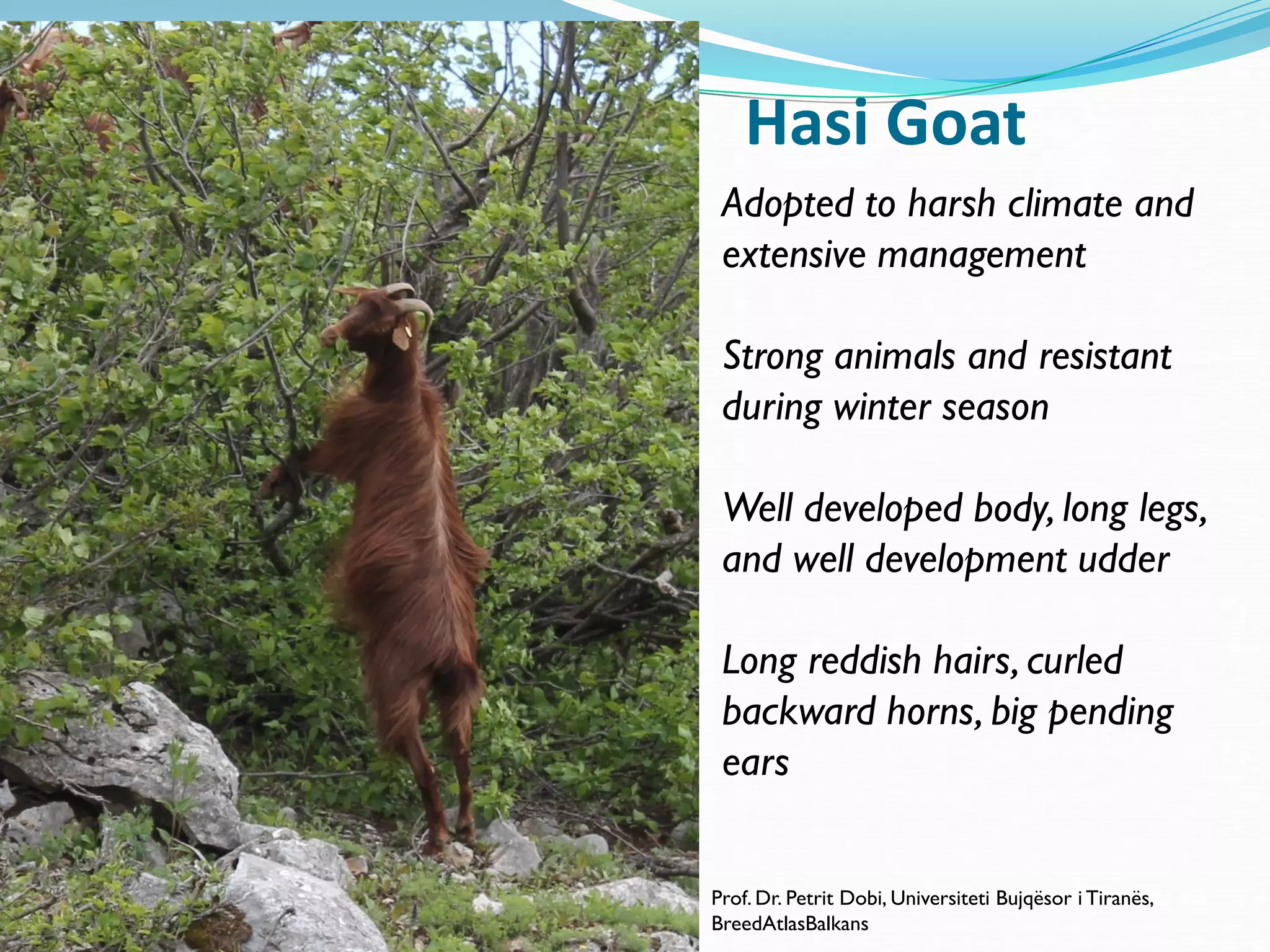 Hasi goat value chain and GI developing process - DOBI | PDF ...