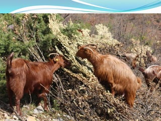 Hasi goat value chain and GI developing process - DOBI | PDF