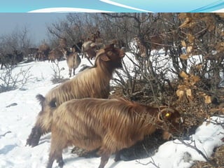 Hasi goat value chain and GI developing process - DOBI | PDF