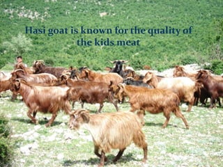 Hasi goat value chain and GI developing process - DOBI | PPT