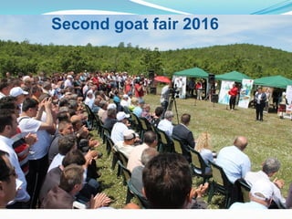 Hasi goat value chain and GI developing process - DOBI | PDF