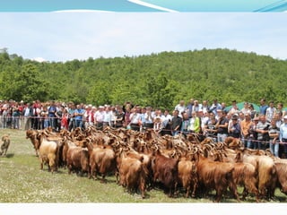 Hasi goat value chain and GI developing process - DOBI | PDF
