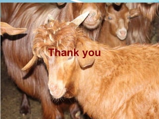Hasi goat value chain and GI developing process - DOBI | PDF