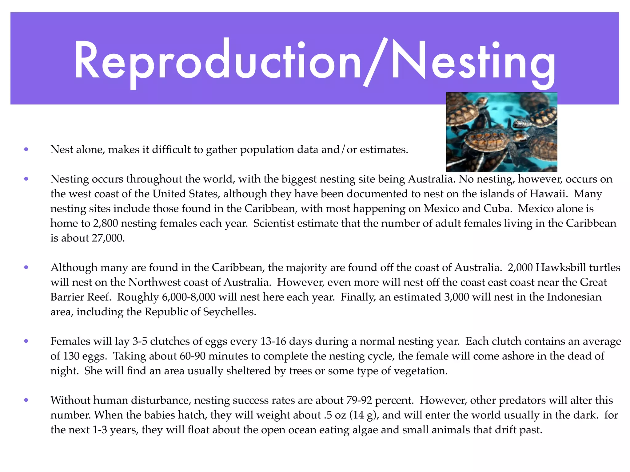 Hawksbill sea turtle | KEY