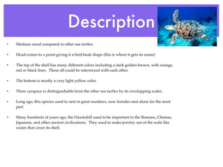 Hawksbill sea turtle | KEY