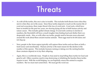 Hawksbill sea turtle | KEY