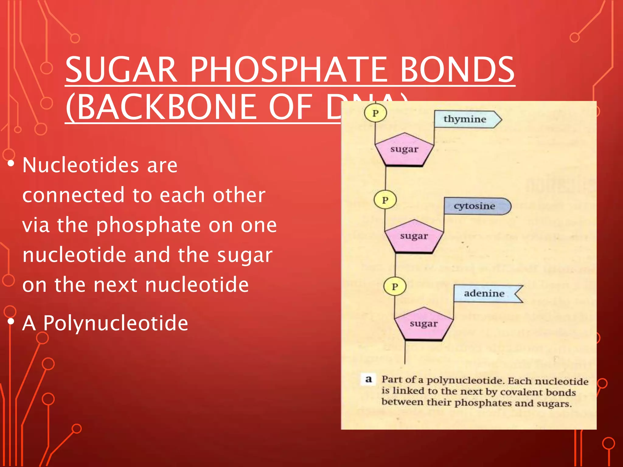 DNA SLIDES GRADE 12 LIFE SCIENCES | PPTX