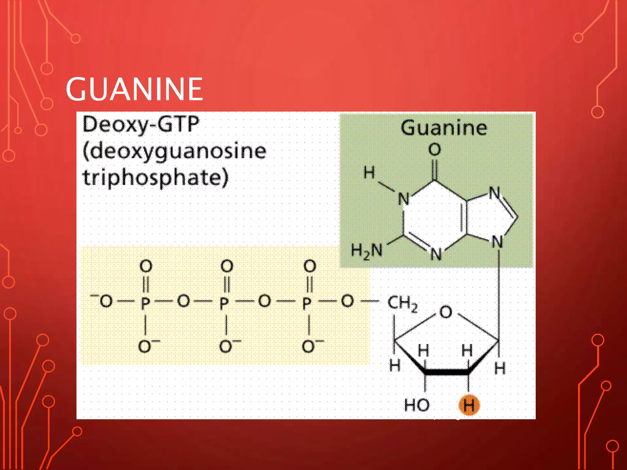 DNA SLIDES GRADE 12 LIFE SCIENCES | PPTX