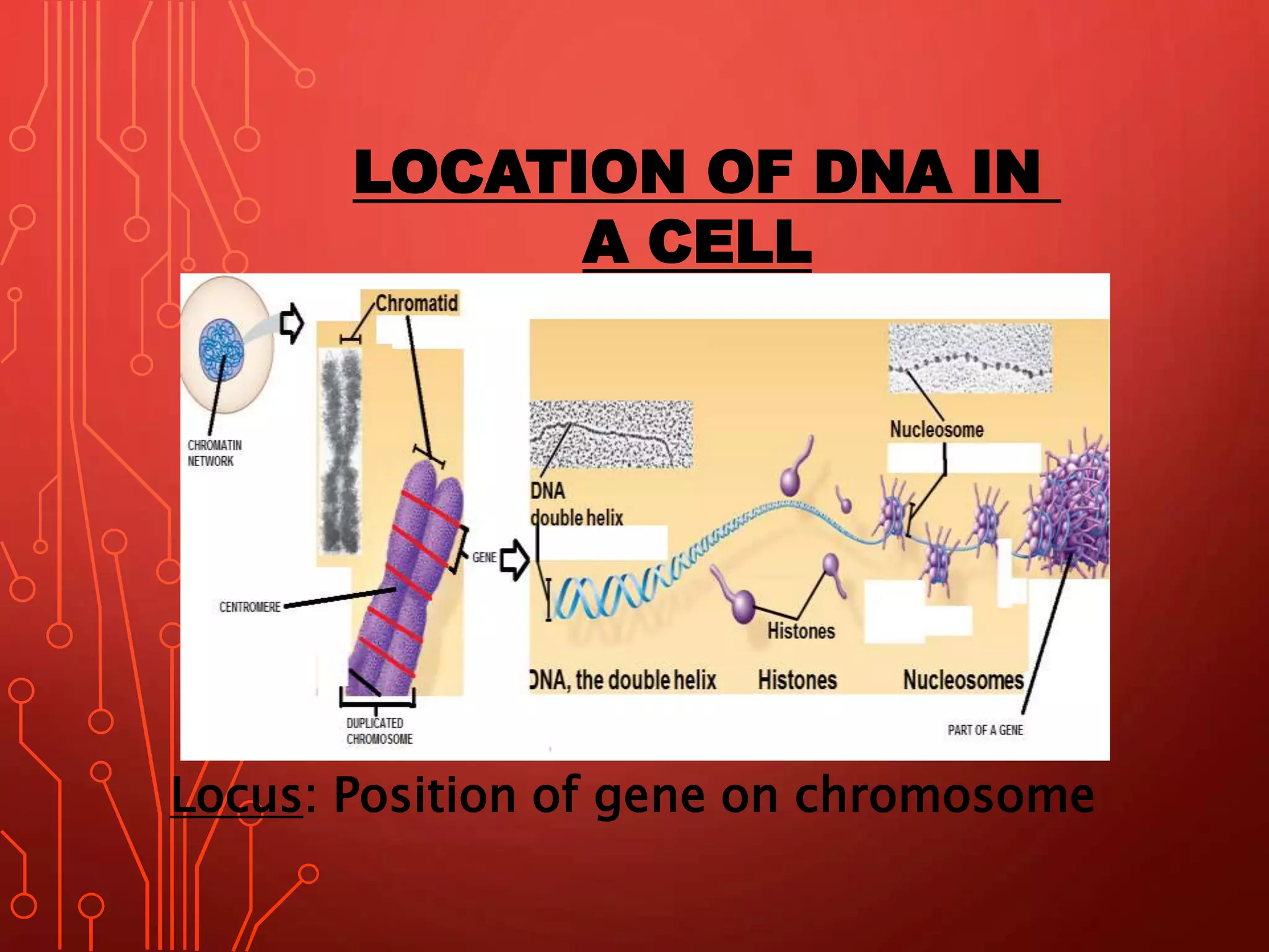 DNA SLIDES GRADE 12 LIFE SCIENCES | PPTX