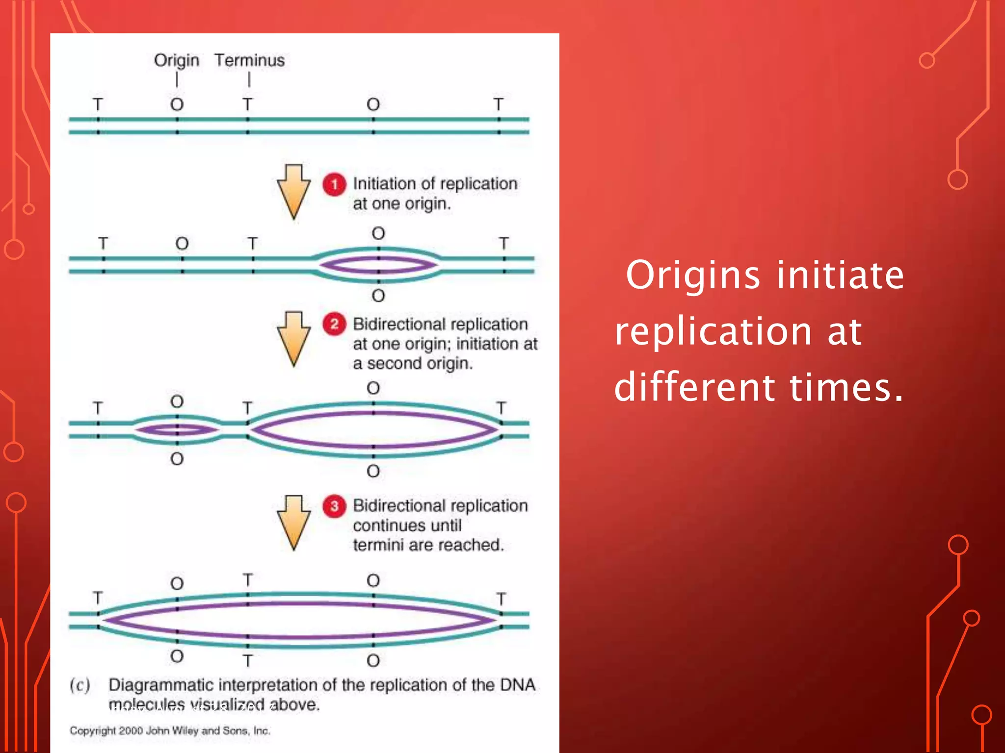DNA SLIDES GRADE 12 LIFE SCIENCES | PPTX
