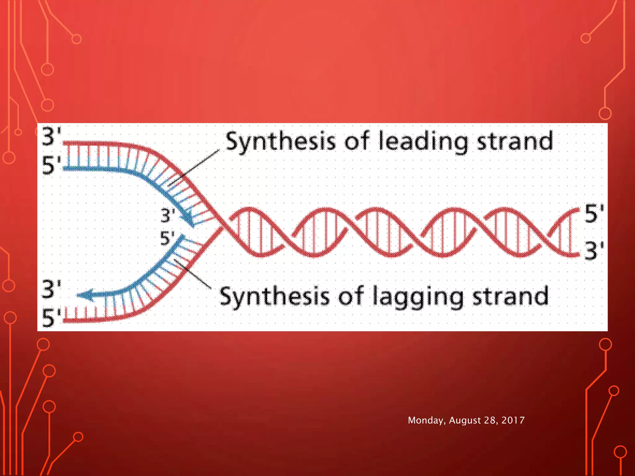 DNA SLIDES GRADE 12 LIFE SCIENCES | PPTX