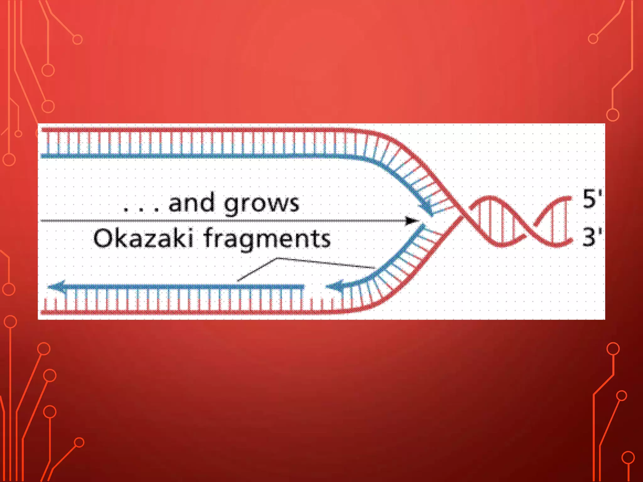 DNA SLIDES GRADE 12 LIFE SCIENCES | PPTX