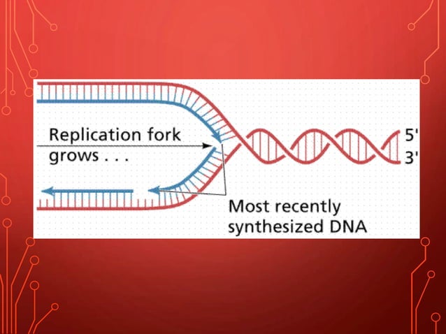 DNA SLIDES GRADE 12 LIFE SCIENCES | PPTX