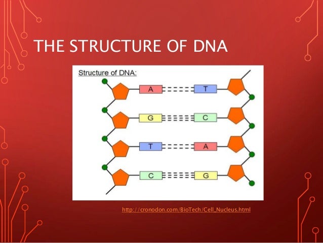 DNA SLIDES GRADE 12 LIFE SCIENCES