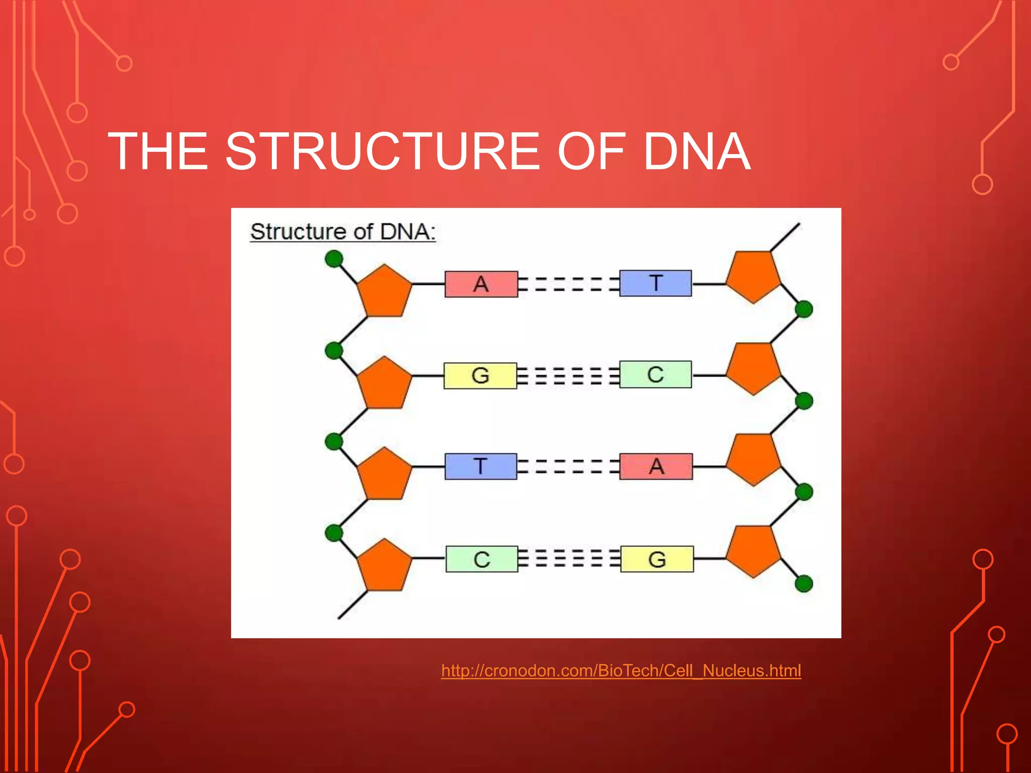 DNA Grade 12 | PPTX