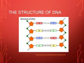 DNA Grade 12 | PPTX