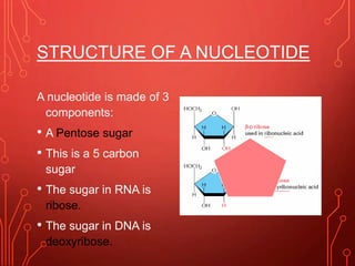 DNA Grade 12 | PPTX