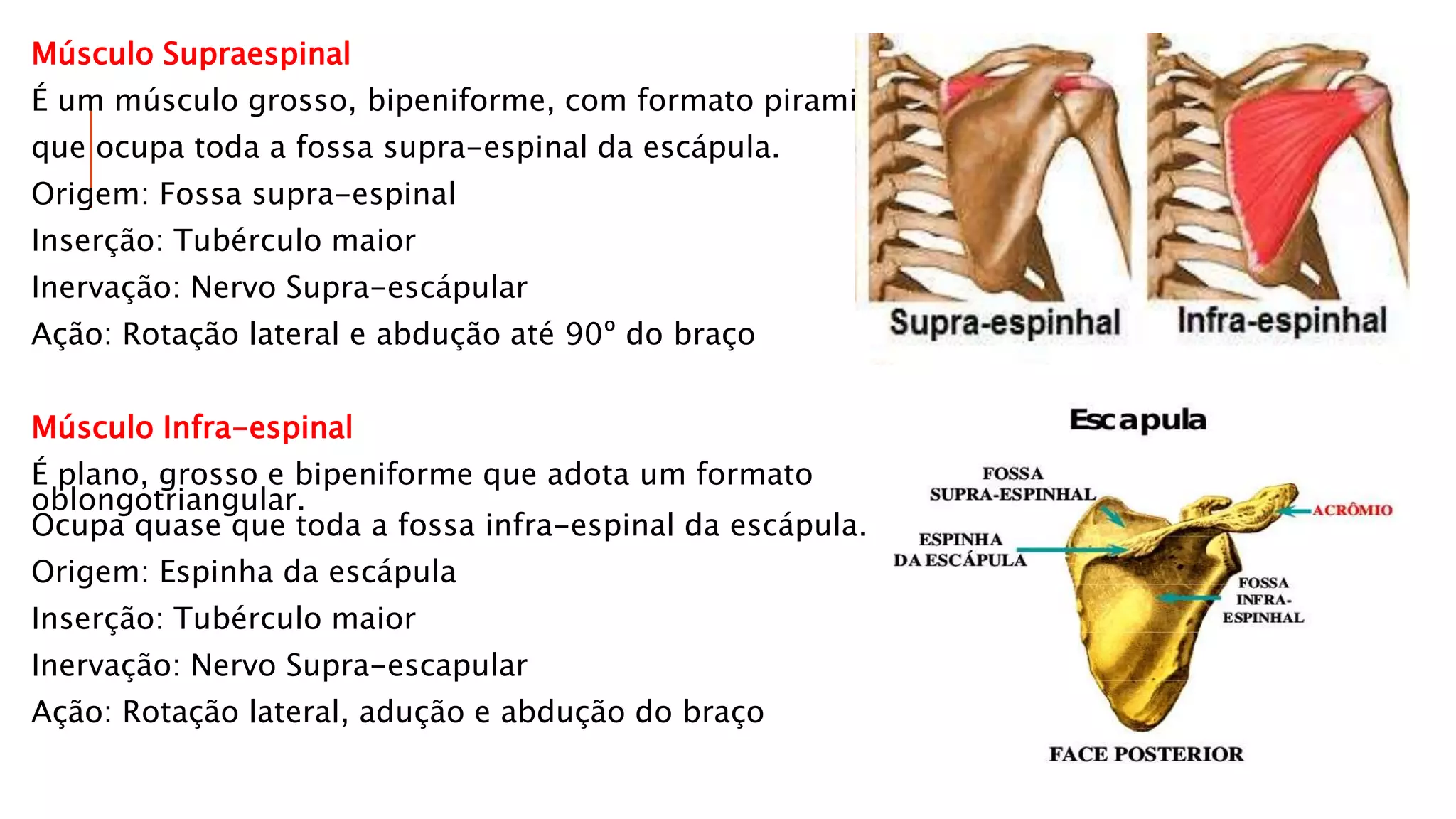 Músculos do membro superior
