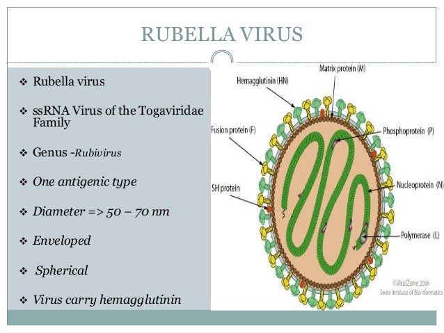 RUBELLA