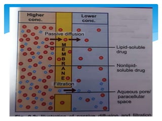 Translocation of drug | PPTX