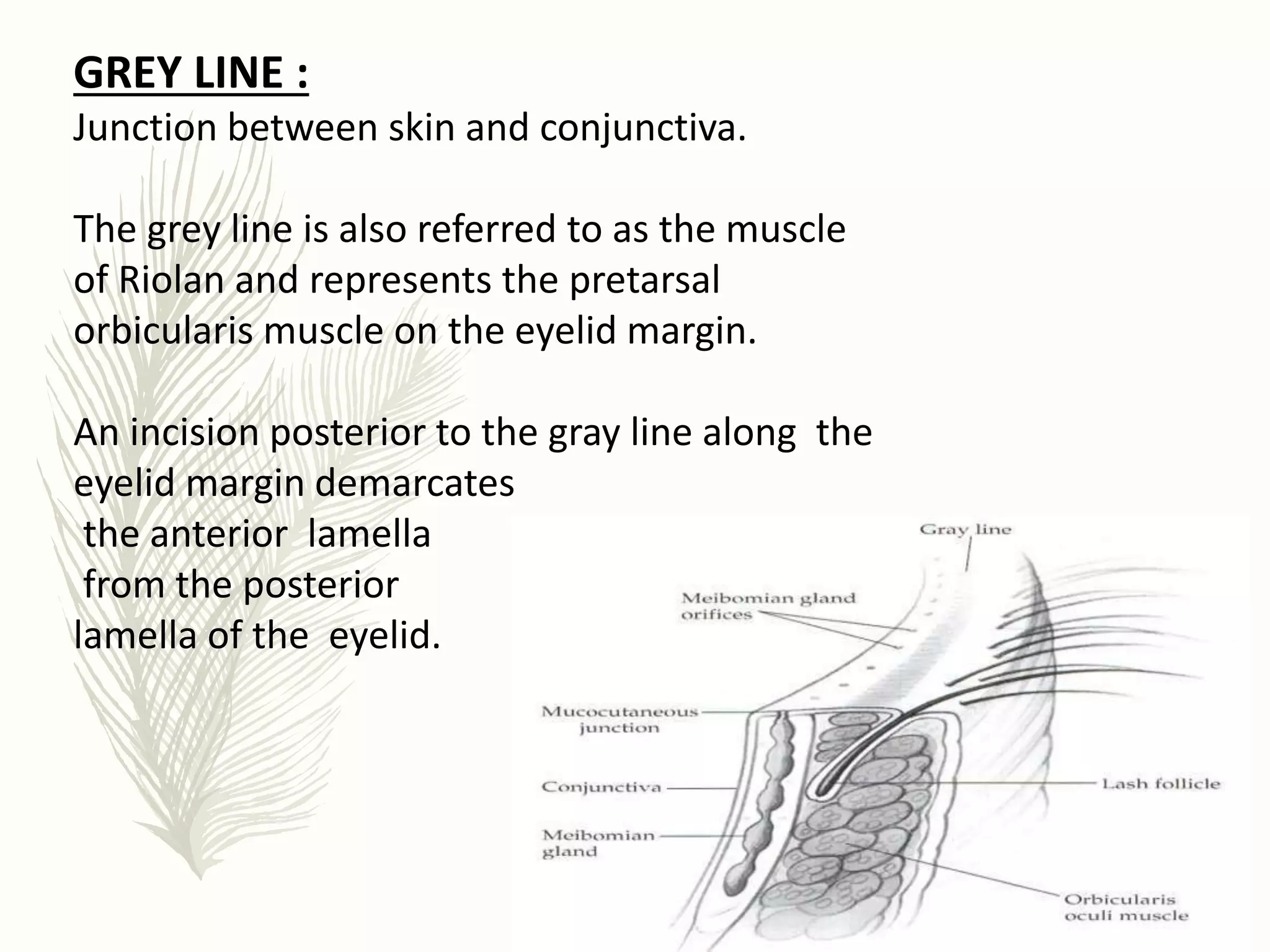 Surgical anatomy of eyelid | PPTX