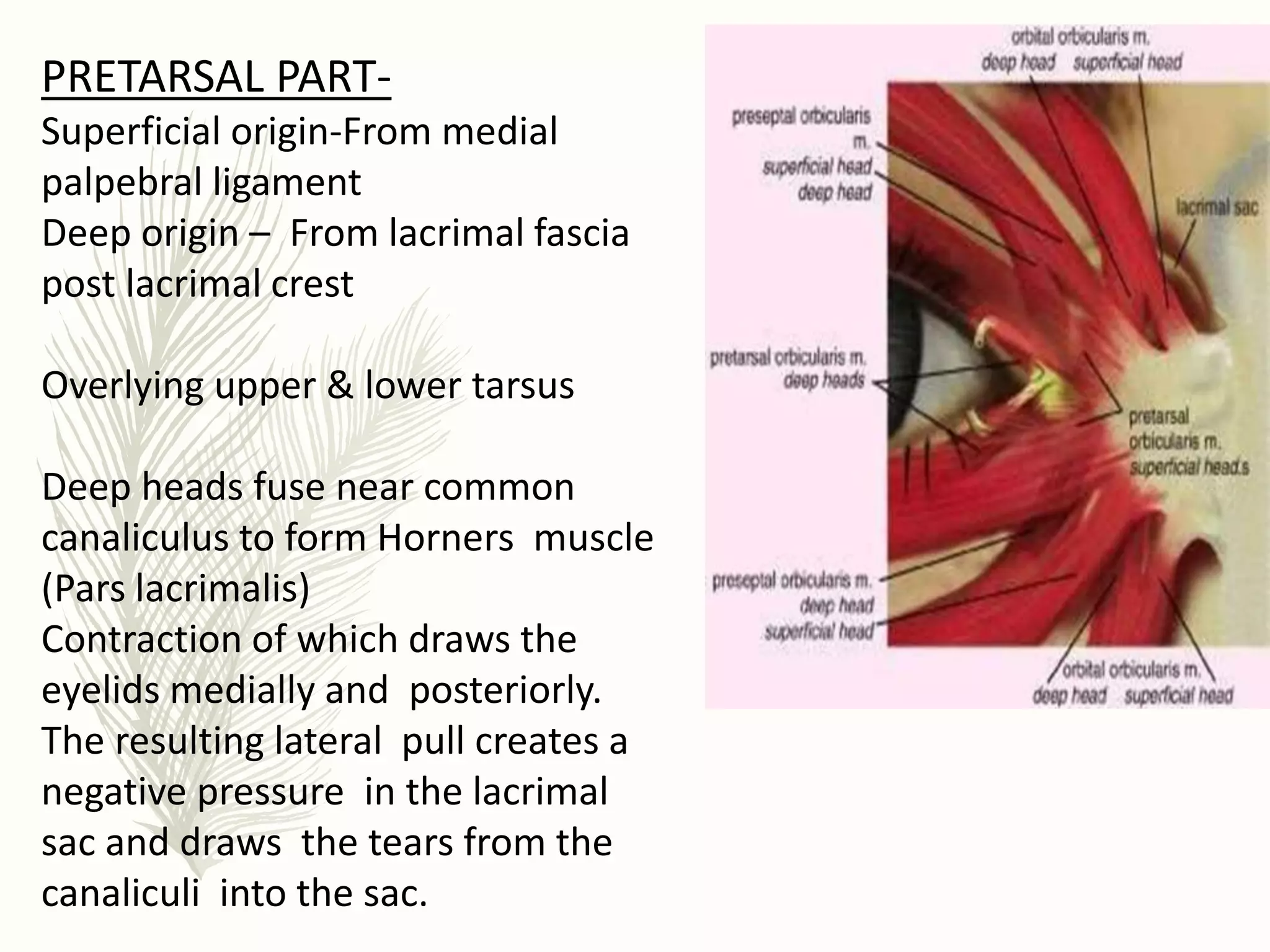 Surgical anatomy of eyelid | PPTX