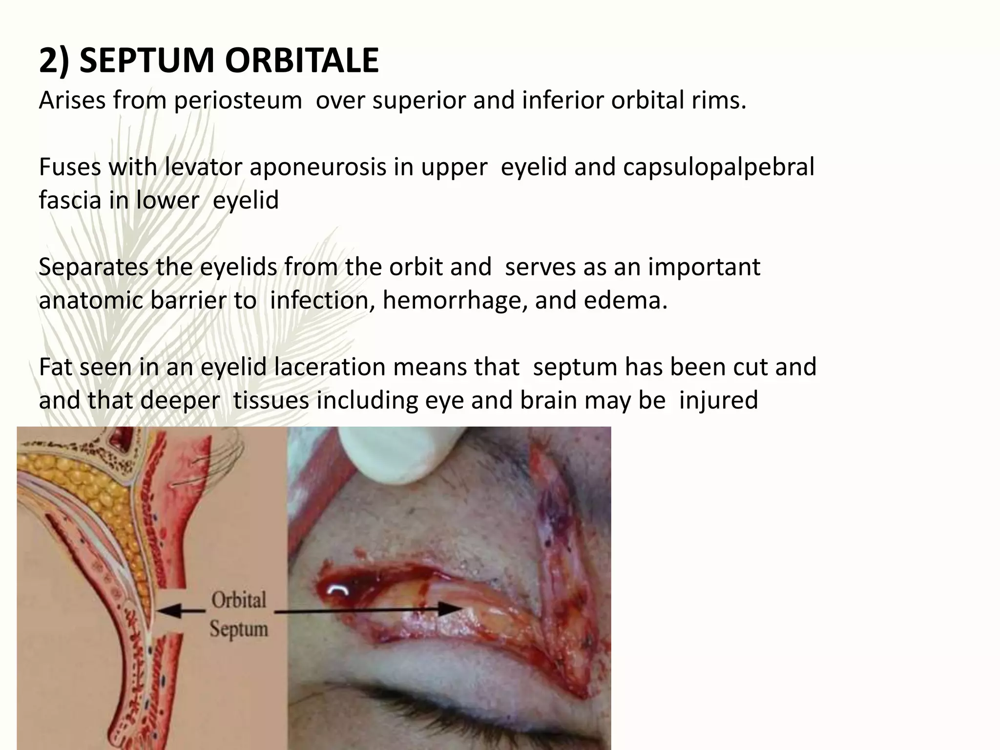 Surgical anatomy of eyelid | PPTX